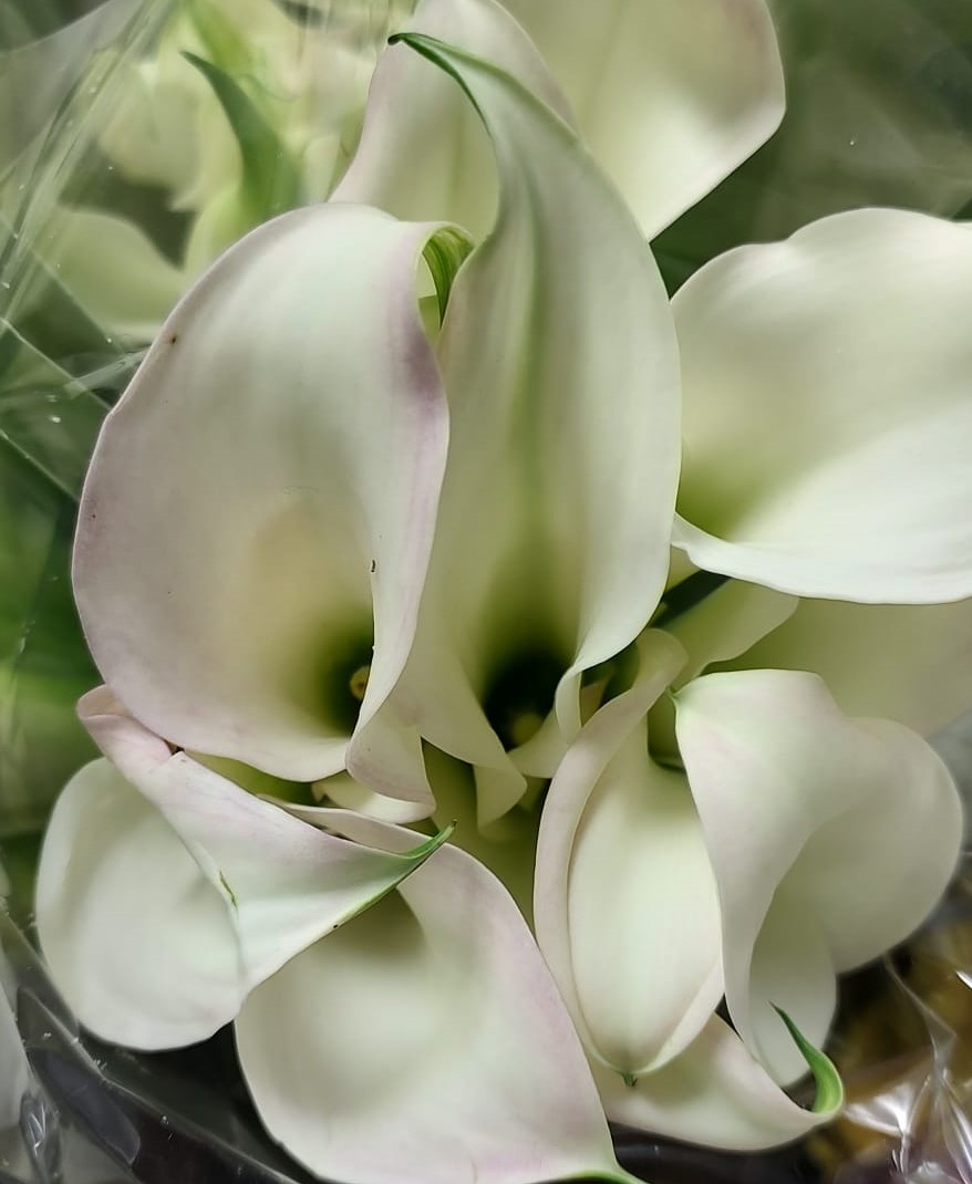 Check out our supplies