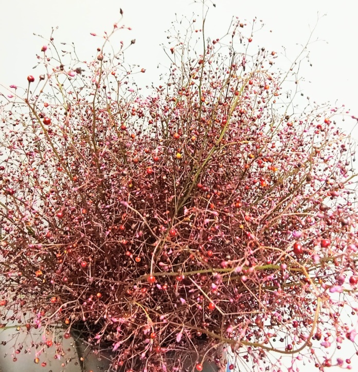 Check out our supplies