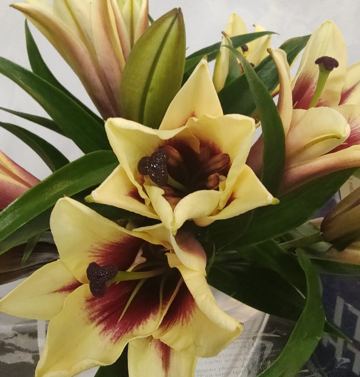 Check out our supplies