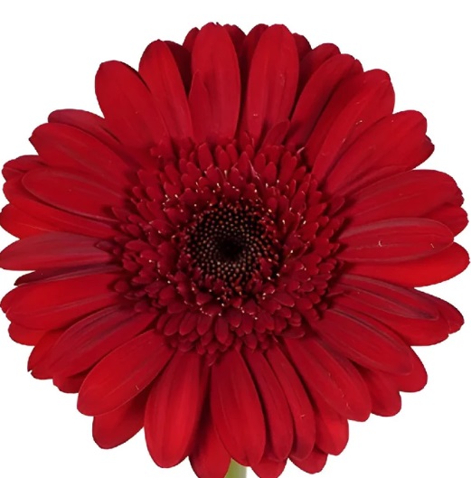 Gerbera