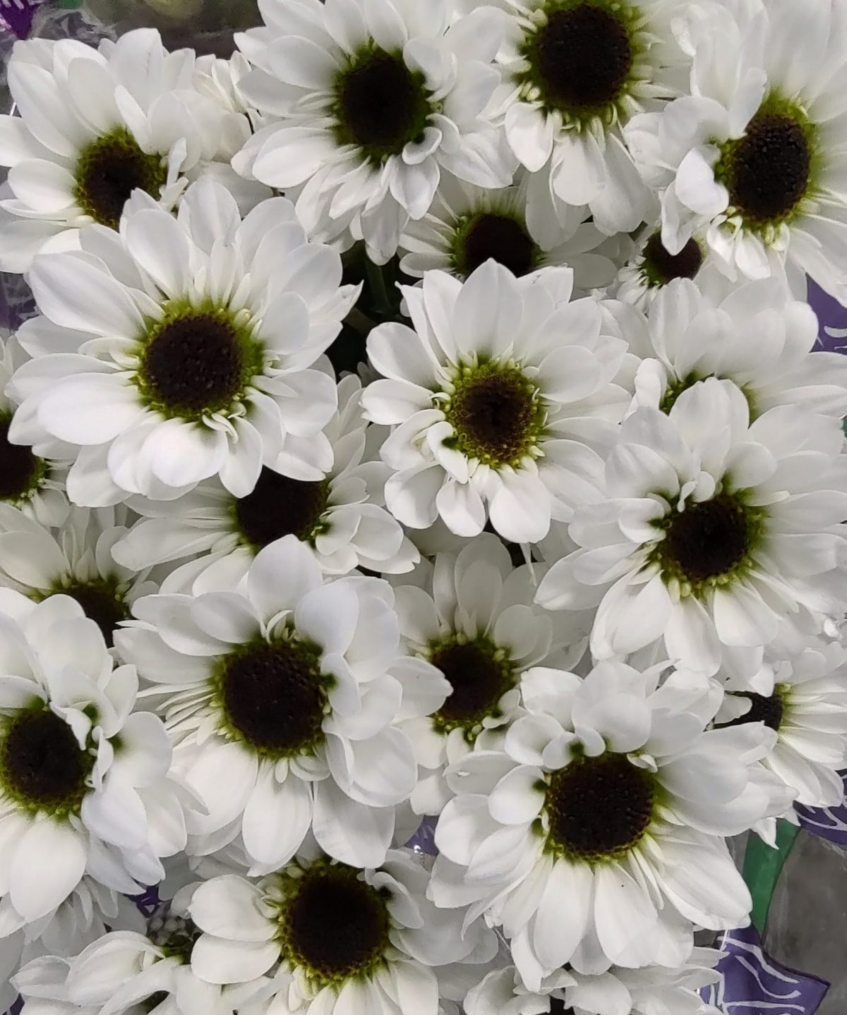 Homepage [carolinafloristsupply.com]